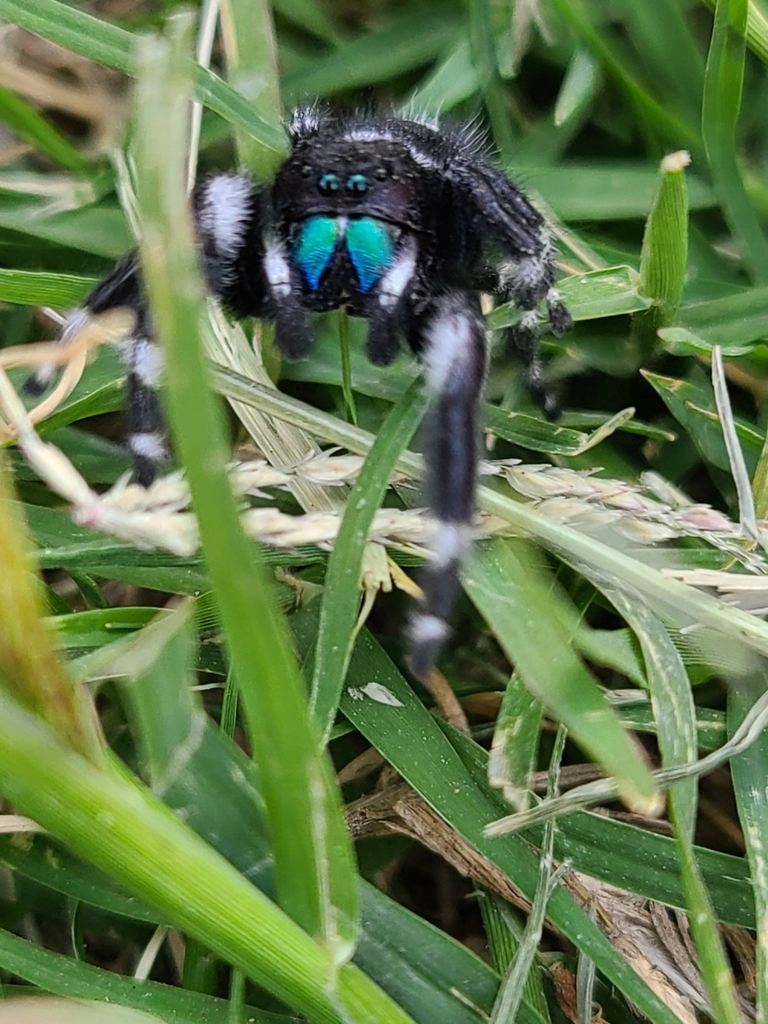 Bold Jumping Spider from Hobbs on May 10, 2020 at 03:28 PM by Raúl ...