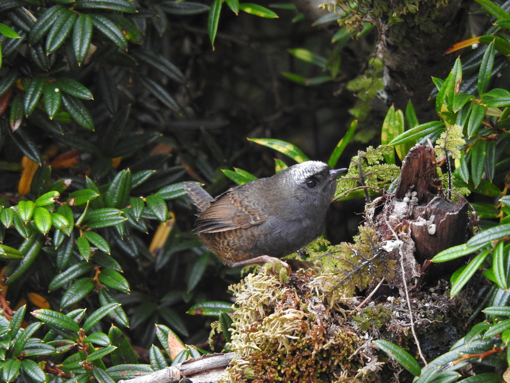Magellanic Tapaculo from Aysen, Aysén, Chile on April 21, 2019 at 01:18 PM by Daniel Torres ...