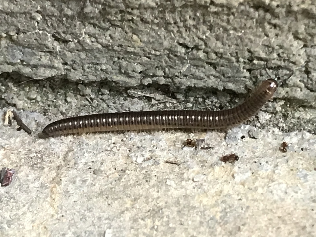 Parajulid millipedes in July 2020 by aturkmendiscovery · iNaturalist