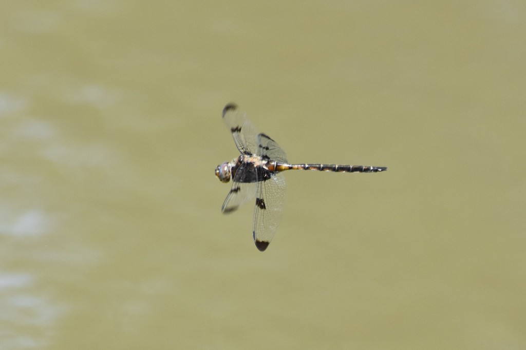 Prince Baskettail from Smyth County, VA, USA on July 24, 2020 at 01:09 ...