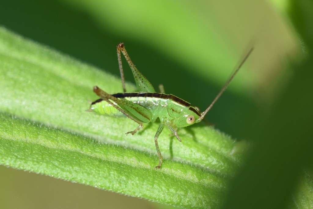 Common Meadow Katydids from Sullivan County, TN, USA on July 25, 2020 ...