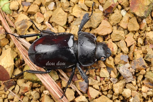 Neolucanus pallescens · iNaturalist United Kingdom