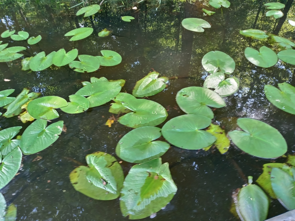Nuphar Advena