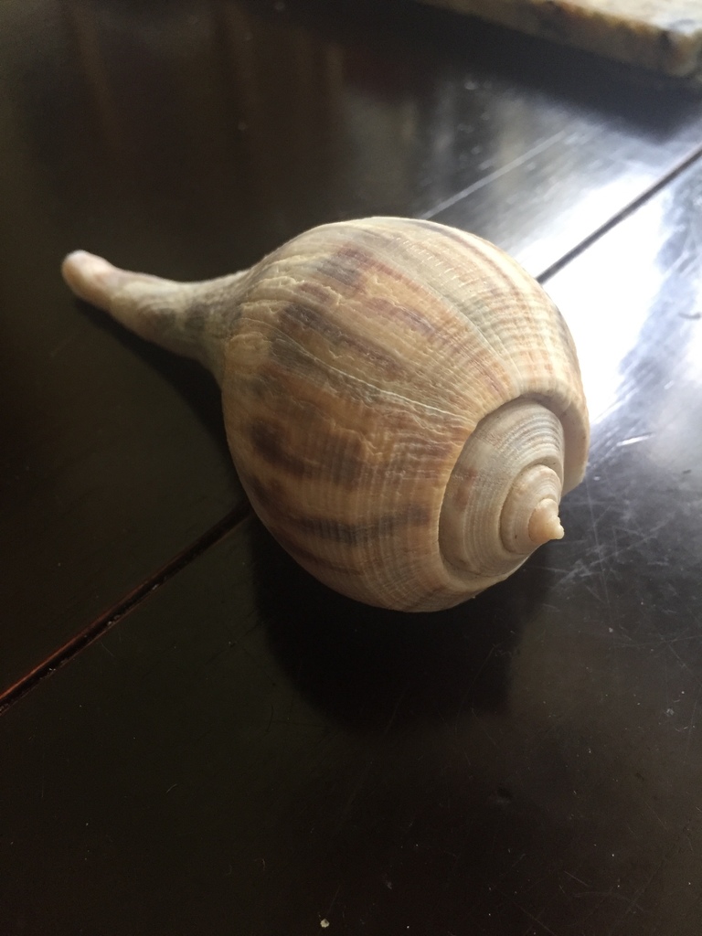 Fulguropsis from Bull Island, SC, US on July 25, 2020 at 12:48 PM by ...