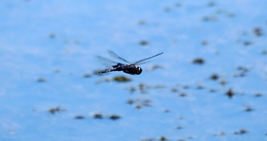 Black Saddlebags from Contra Costa County, CA, USA on July 25, 2020 at ...