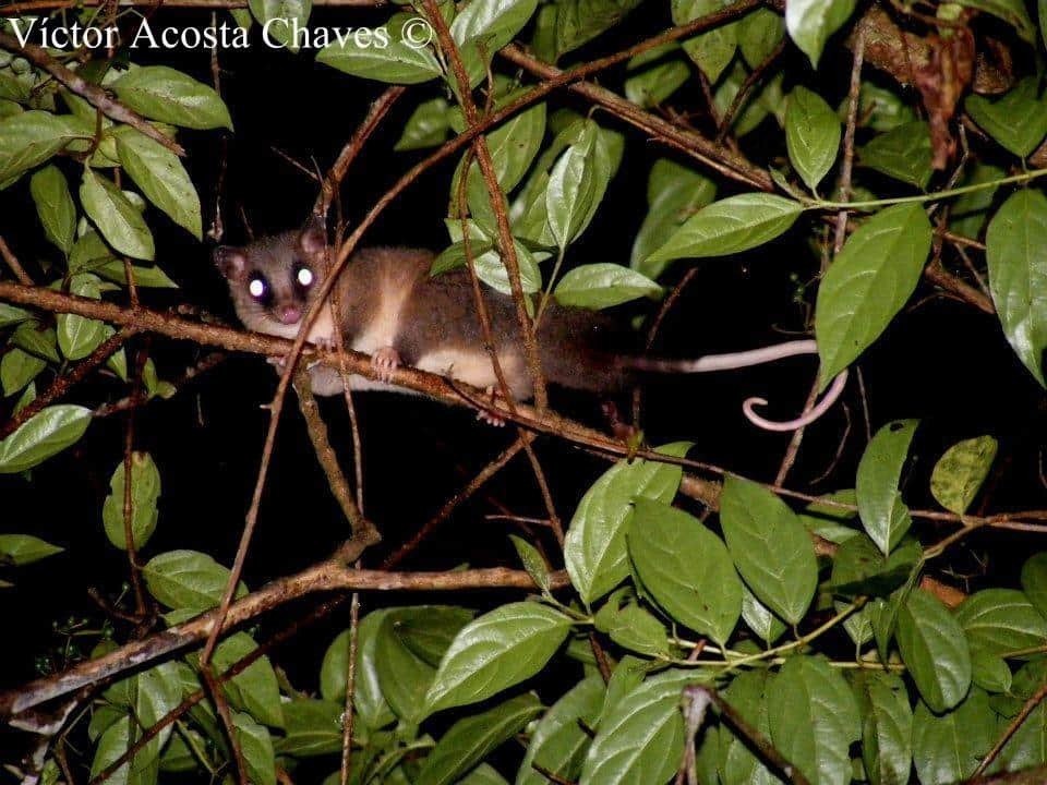 Alston's Woolly Mouse Opossum from Río Macho, Cartago, Costa Rica. on ...