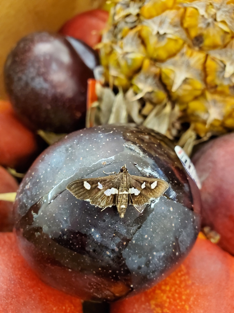 Grape Leaffolder and Leafroller Moths from Ballentine, Lake Murray of ...