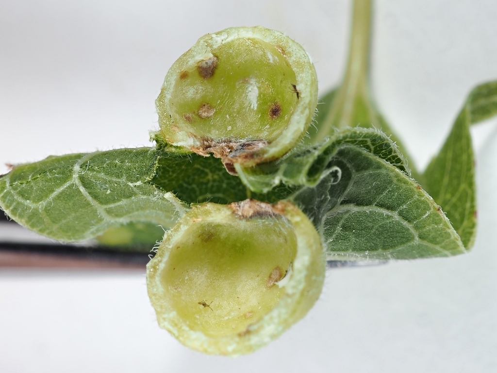 Hackberry Blister Gall Midge (Hackberry Galls) · iNaturalist