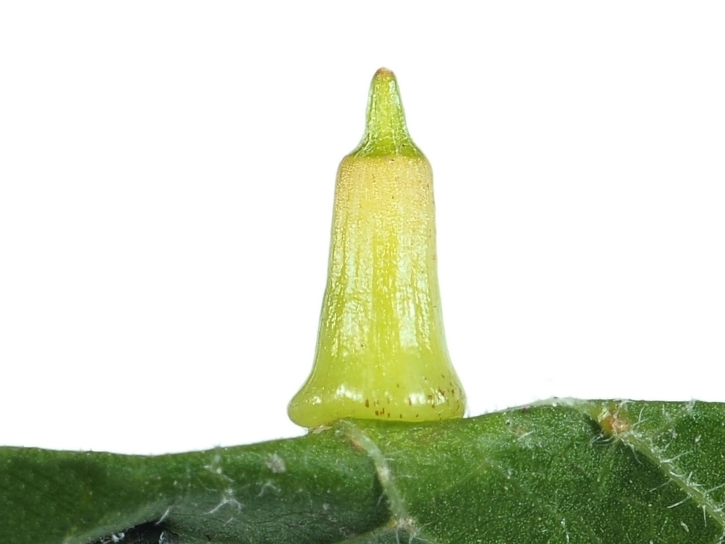 Hackberry Aciculate Gall Midge (Hackberry Galls) · iNaturalist