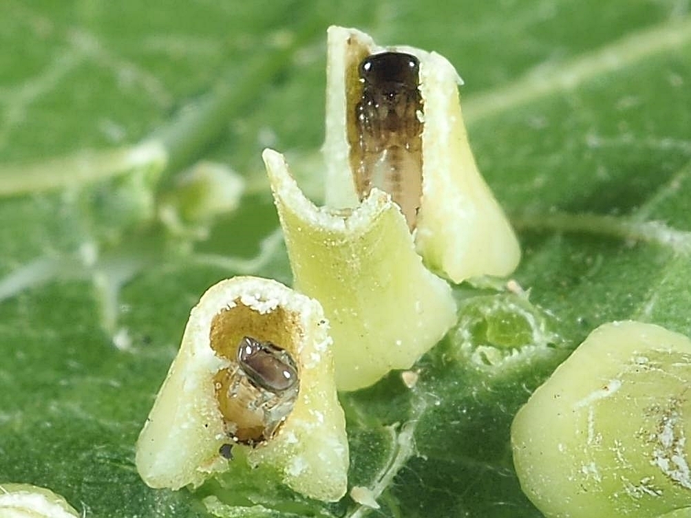 Hackberry Awl-shaped Gall Midge (Hackberry Galls) · iNaturalist