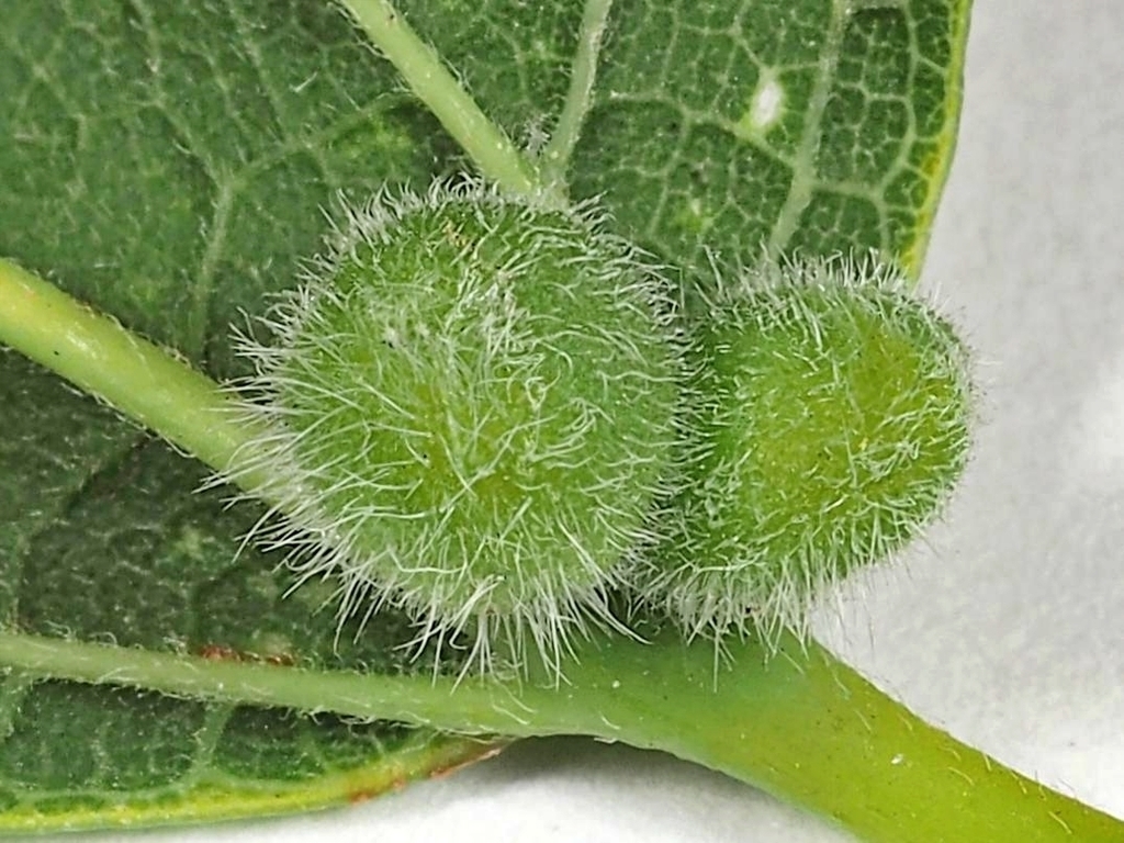 Hackberry Pubescent Gall Midge (Hackberry Galls) · iNaturalist
