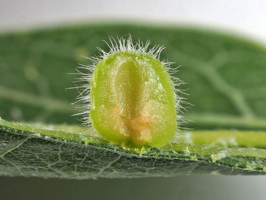 Hackberry Pubescent Gall Midge (Hackberry Galls) · iNaturalist