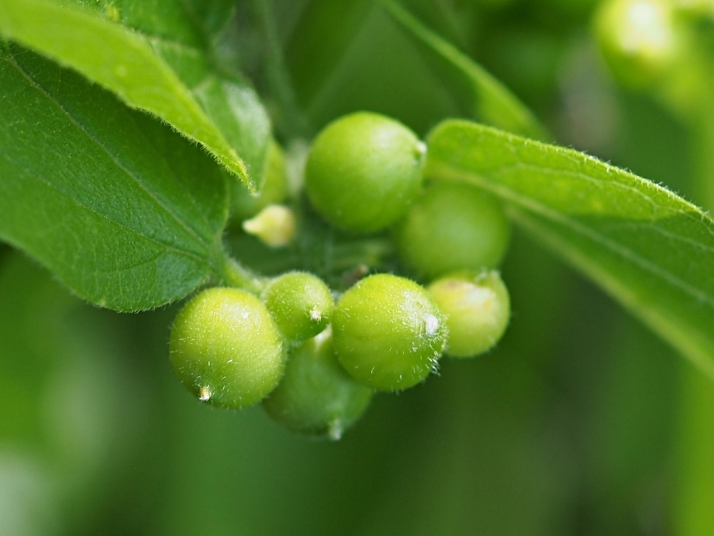 Hackberry Spherical Stem Gall (Hackberry Galls) · iNaturalist