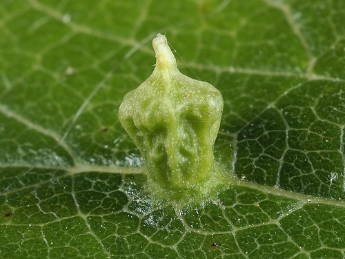 Hackberry Columnar Stem Gall Midge (Hackberry Galls) · iNaturalist