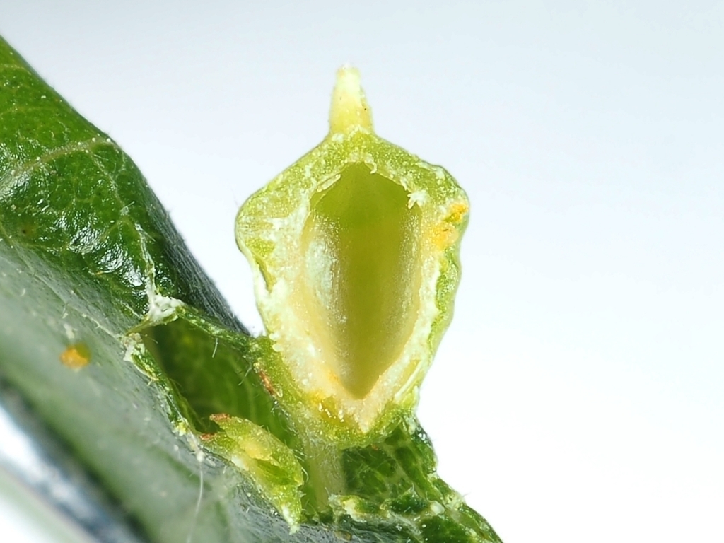 Hackberry Columnar Stem Gall Midge (Hackberry Galls) · iNaturalist
