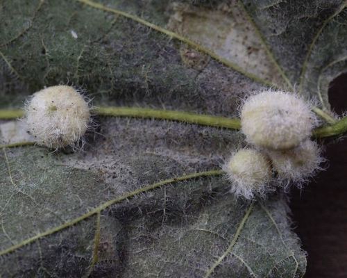Hackberry Top-shaped Gall (Hackberry Galls) · iNaturalist