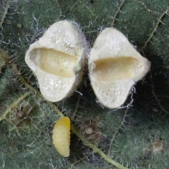 Hackberry Top-shaped Gall (Hackberry Galls) · iNaturalist