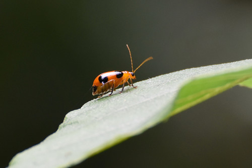 Aulacophora analis · iNaturalist