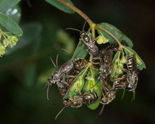 Evening Metallic-Furrow Bee (Halictus hesperus)