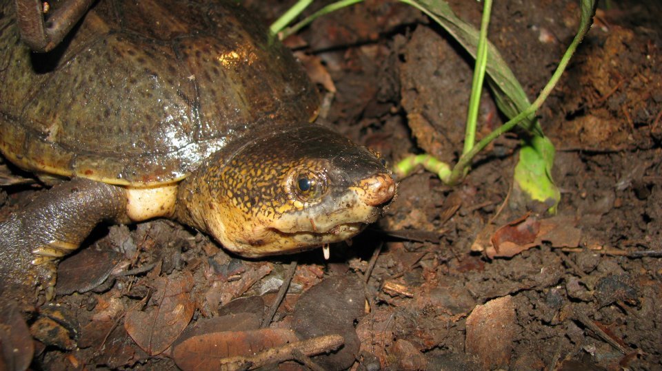 Chiapas Giant Musk Turtle in June 2009 by Karla Lara · iNaturalist