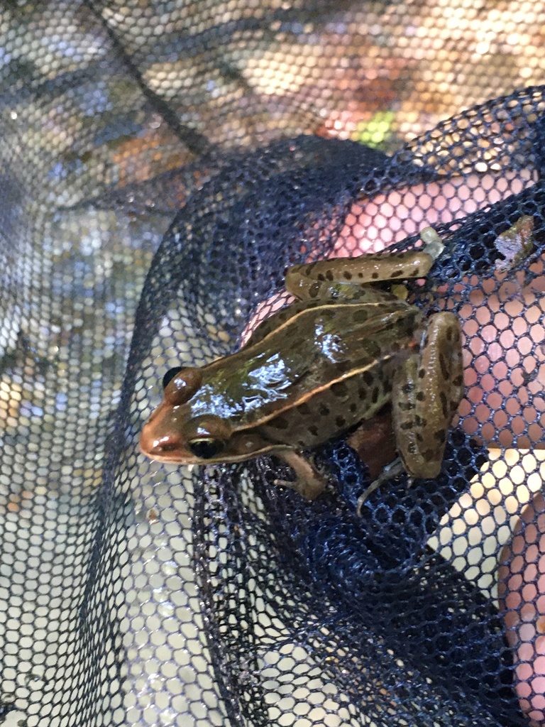 Southern Leopard Frog from Rocky Mount, NC, US on July 26, 2020 at 04: ...