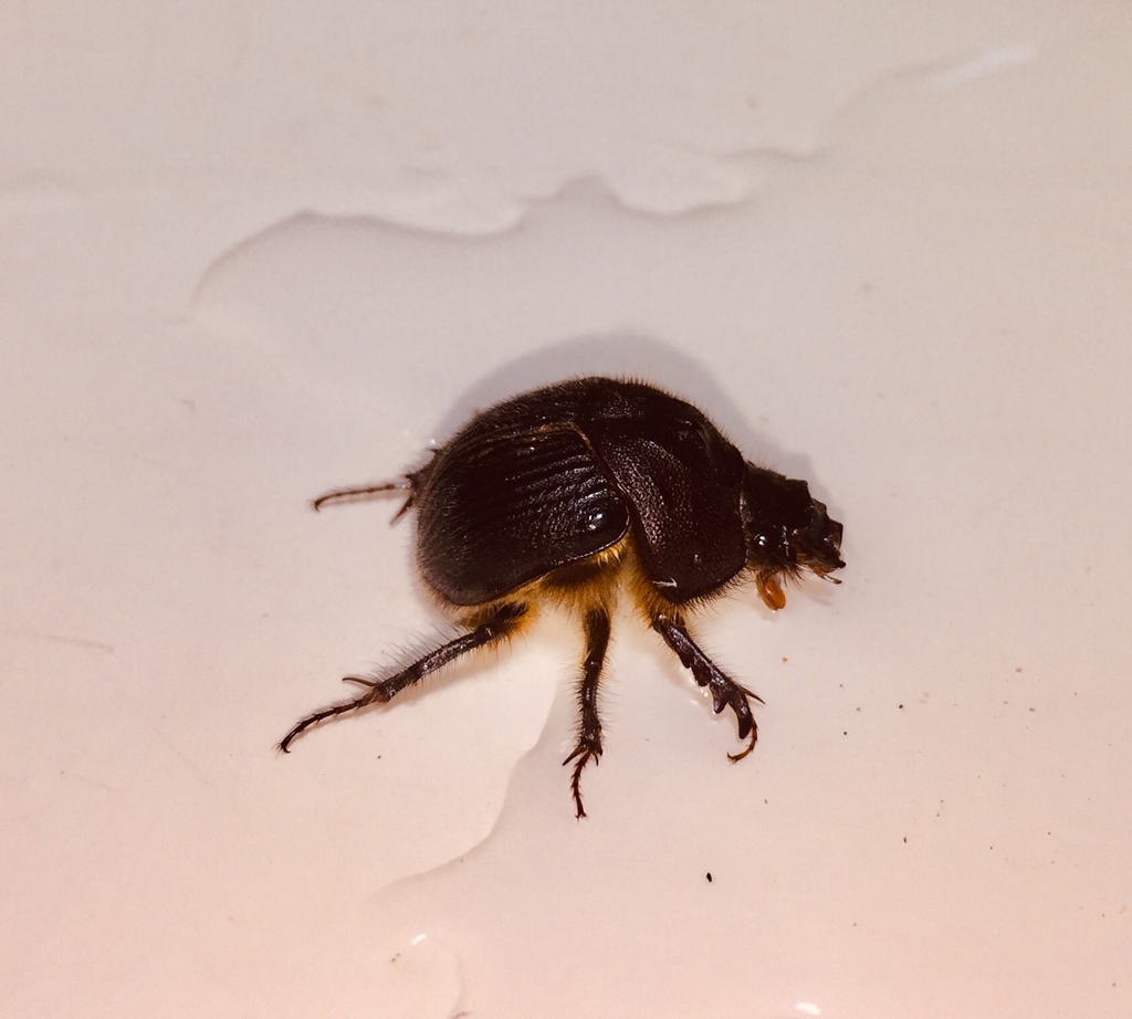 Athyreus gulesseriani from Veraguas, PA on July 26, 2020 at 07:30 AM by ...