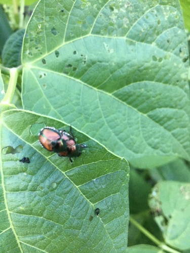 Observations by ozzyo · iNaturalist