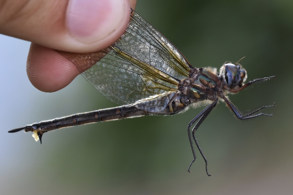 Williamson's Emerald from Concession 1 Kennedy, ON, CA on July 23, 2020 ...