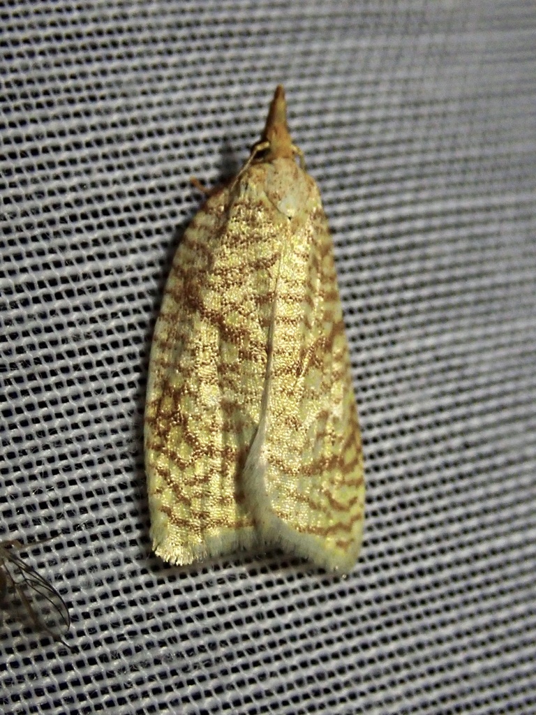 Tortricine Leafroller Moths from Clover Crt, Kawartha Lakes, ON, CA on ...