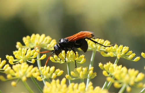 (Entypus unifasciatus subsp. californicus)
