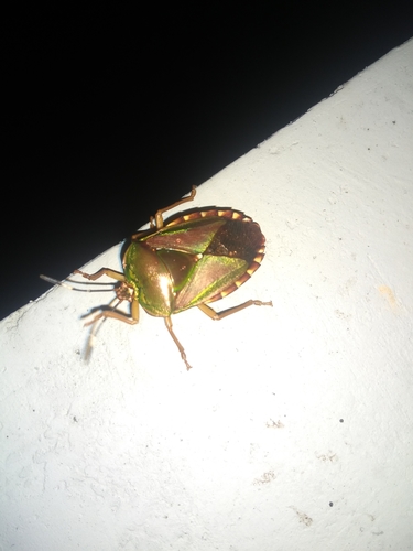 Mattiphus jaspideus · iNaturalist