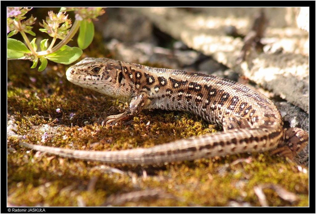 Lacerta agilis argus from Radzibórz, Polska on July 25, 2020 by Radomir ...