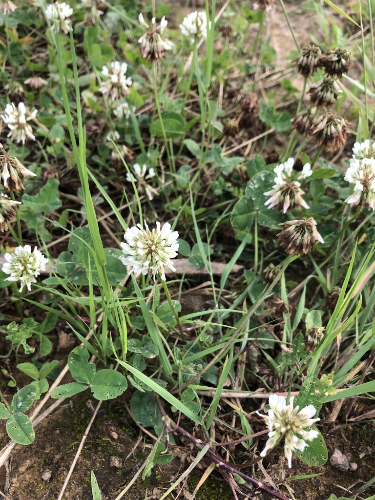 white clover from улица Одоевского, Минск, Минск, BY on July 27, 2020 ...