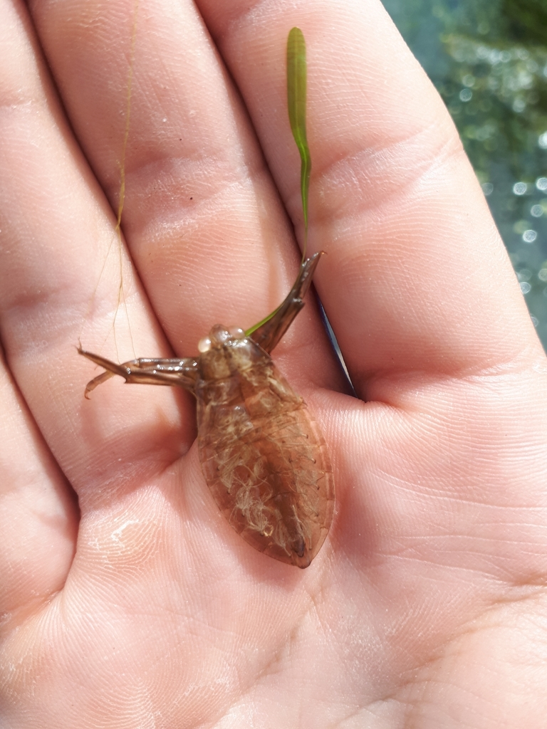 Lethocerinae from Crapaud, PE C0A 1J0, Canada on July 27, 2020 at 12:07 ...