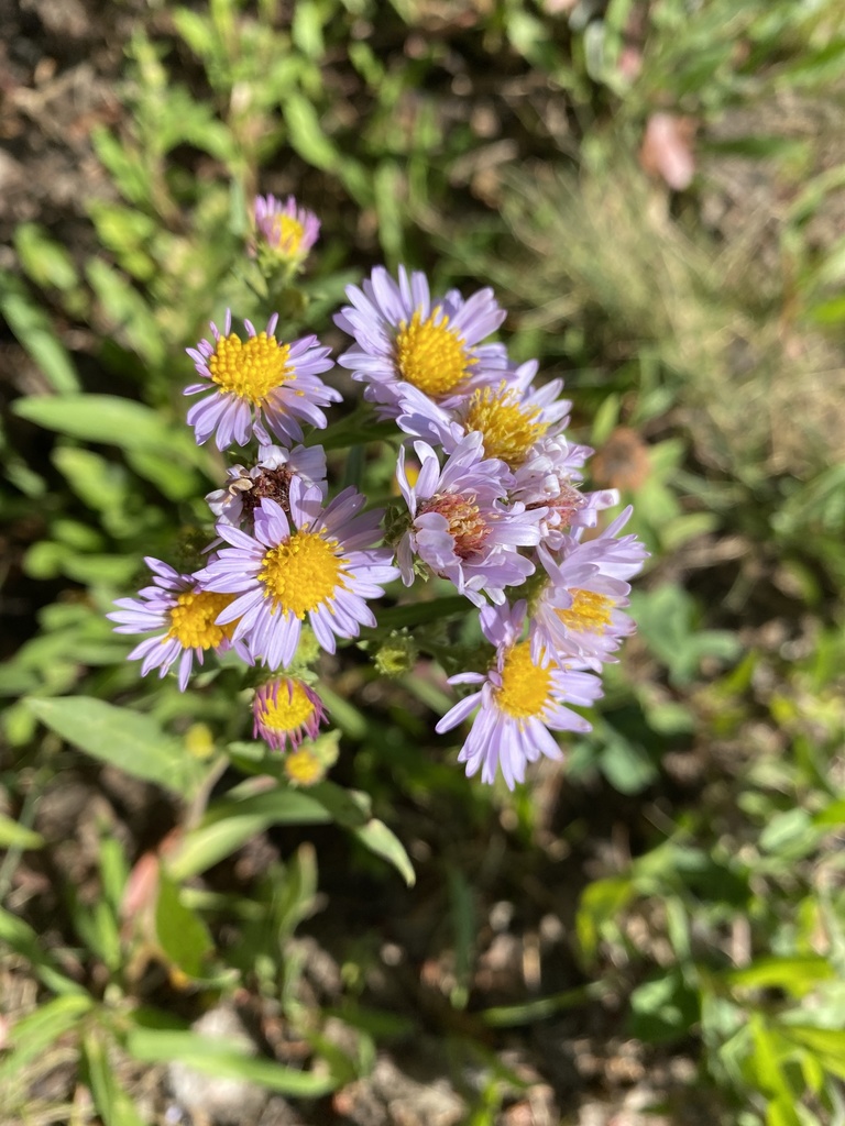 American asters from Lion's Gate Dr, Winter Park, CO, US on July 27 ...