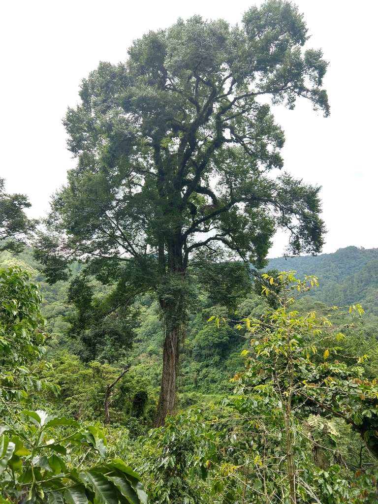 Mexican Elm from Reserva de la Biosfera El Triunfo on July 23, 2020 at ...