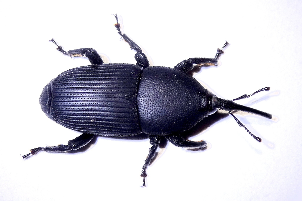 Yucca Weevil from Wildwood Glen, Descanso, CA on June 18, 2017 by Jay L ...