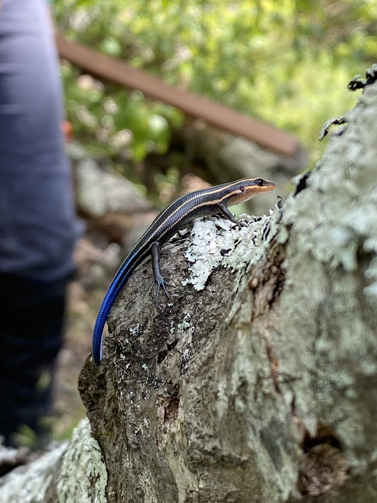 Common Five-lined Skink from Mark Twain National Forest, Ellsinore, MO ...