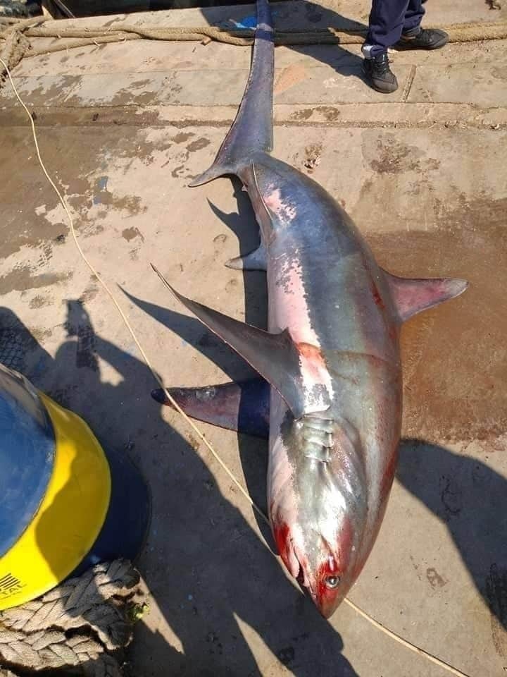 Thresher Shark in July 2020 by ANUBIS · iNaturalist