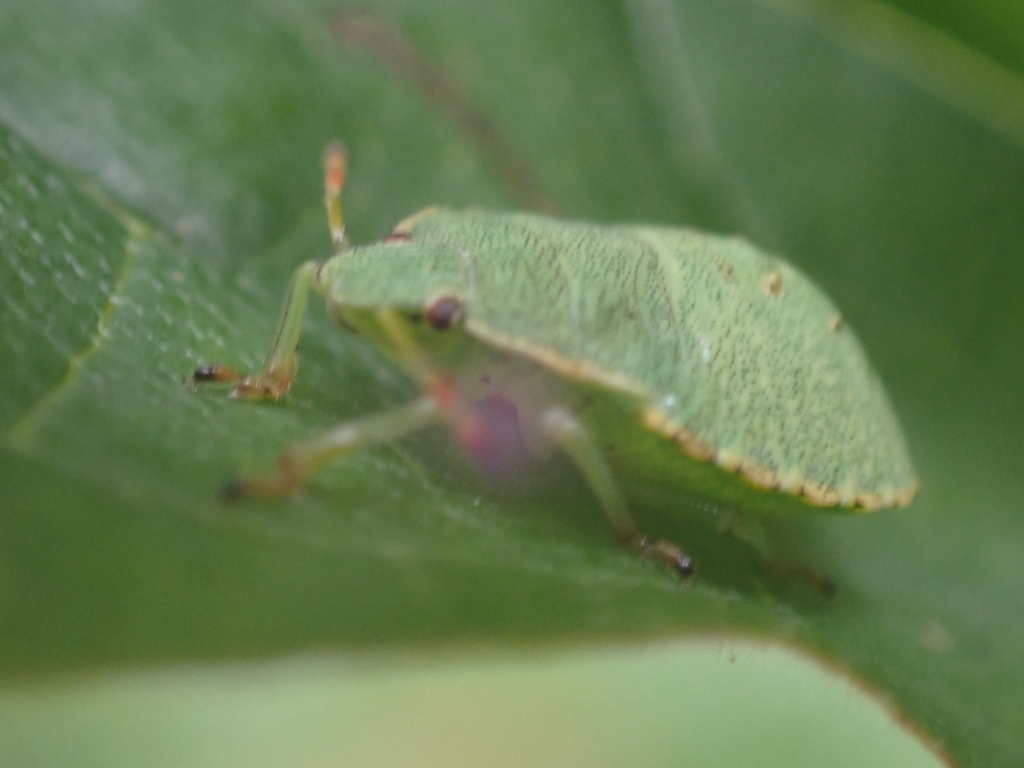 Green Shield Bug from Hadleigh, Ipswich IP7 6BG, UK on July 27, 2020 at ...