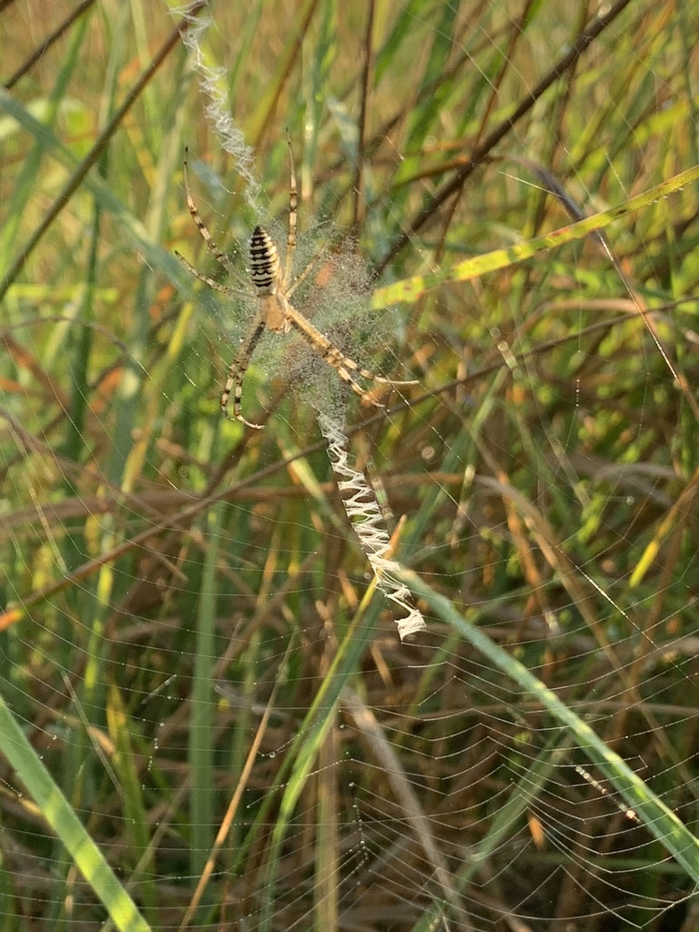 Wasp Spider from Bem utca, Tereske, Nógrád, HU on July 26, 2020 at 07:19 AM by Bea Moha ...