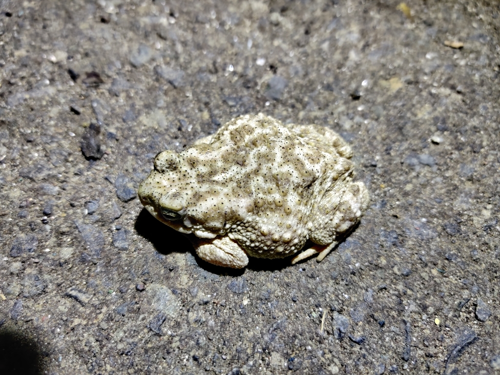 Indus Valley Toad from Paldhi Bk., Maharashtra, India on July 27, 2020 ...
