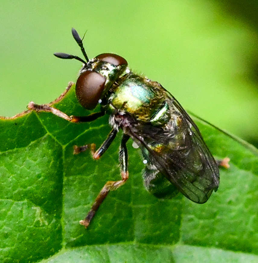 Small Metallic Ant Fly from Hancock County, IL, USA on July 27, 2020 at ...
