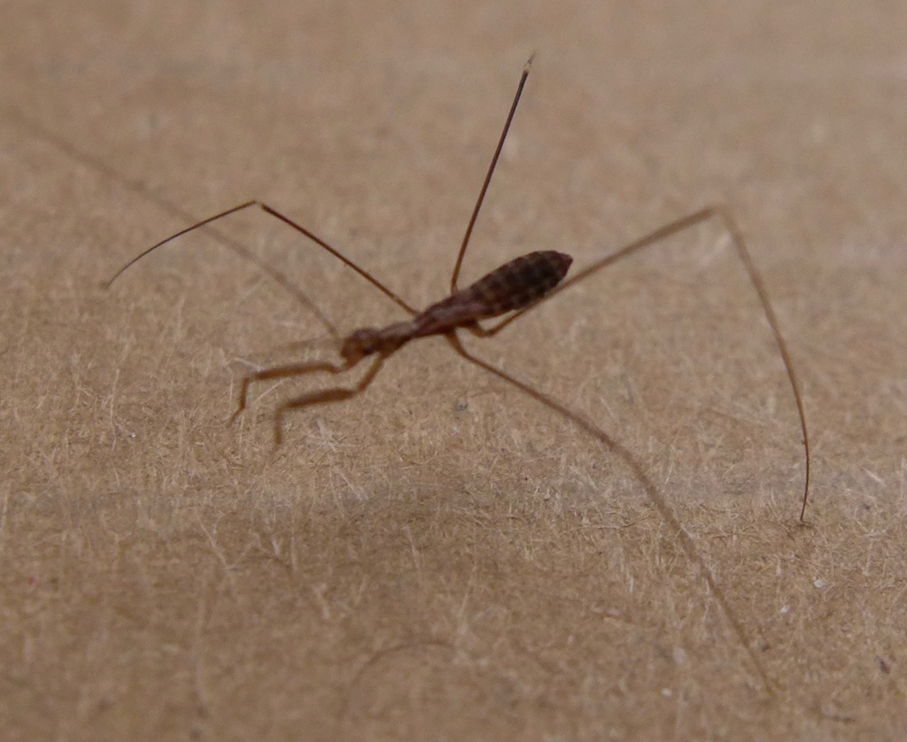 Thread-legged Bugs from Porongurup WA 6324, Australia on July 27, 2020 ...
