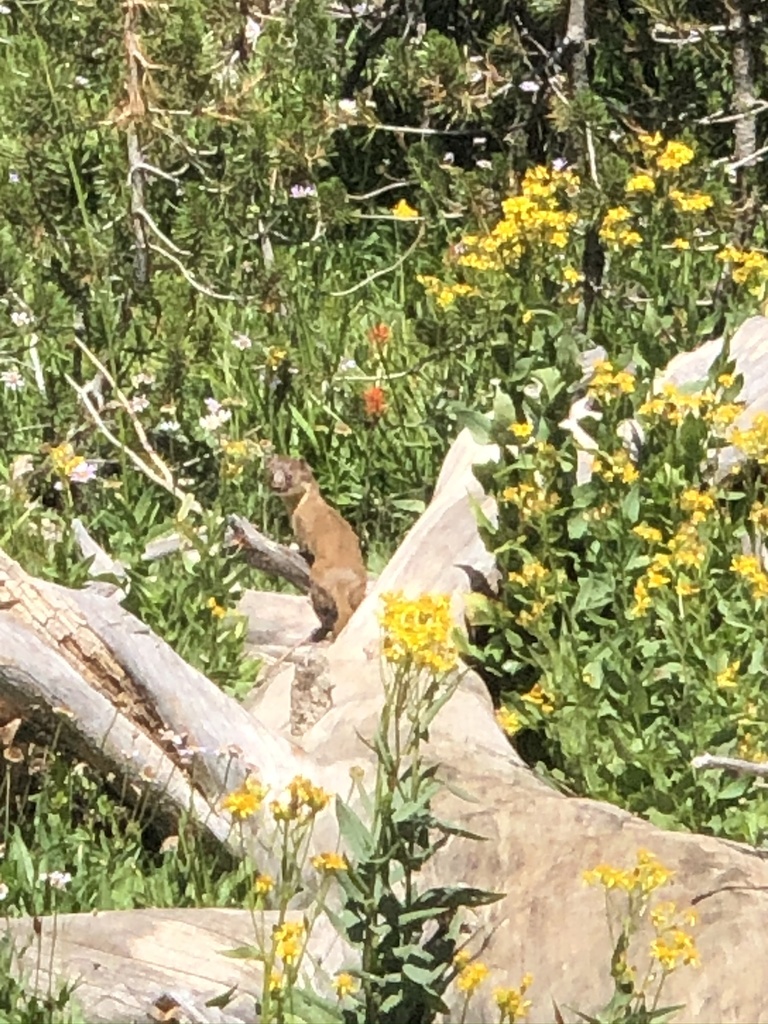 Long-tailed Weasel from Georgetown, CA, US on July 26, 2020 at 11:28 AM ...
