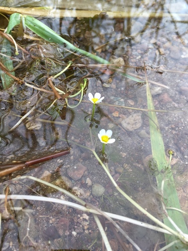 Ranunculus rionii · iNaturalist