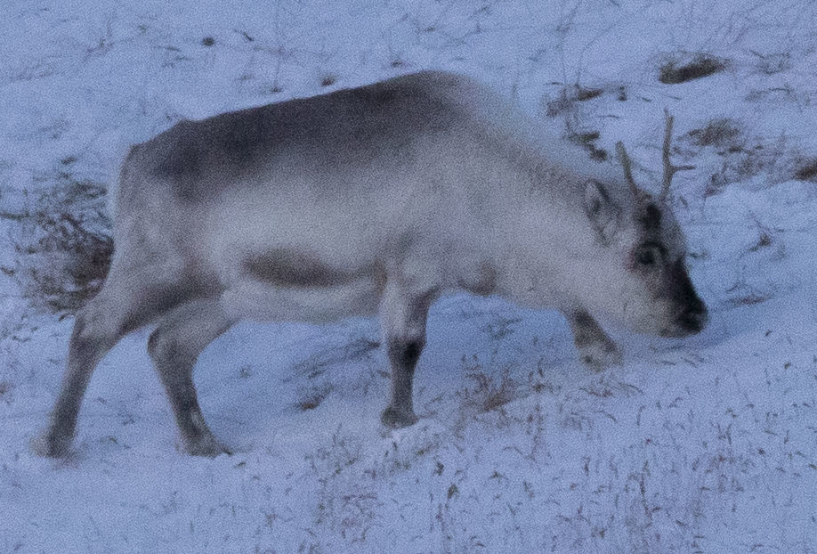 Svalbard Reindeer in October 2019 by csegedimagyar · iNaturalist
