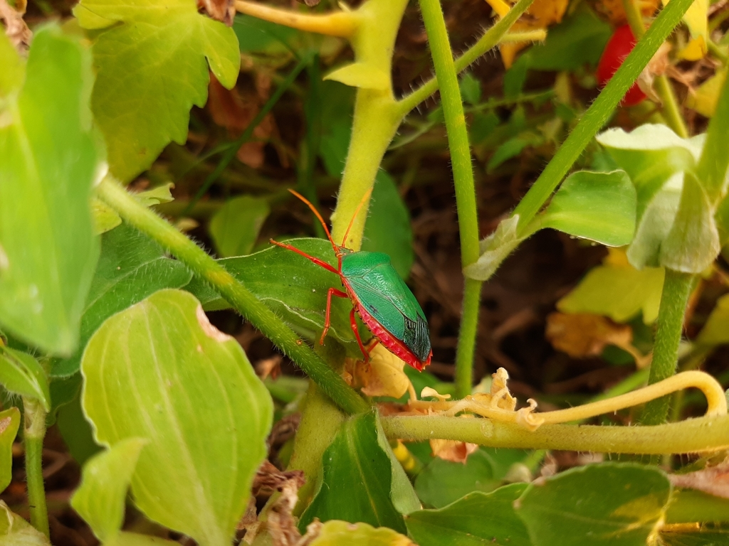 Red-bordered Stink Bug from Unnamed Road, San José, Panamá on July 25 ...