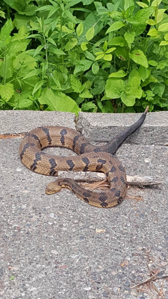 Timber Rattlesnake in June 2017 by Jack Kay. Great River Bluffs State ...