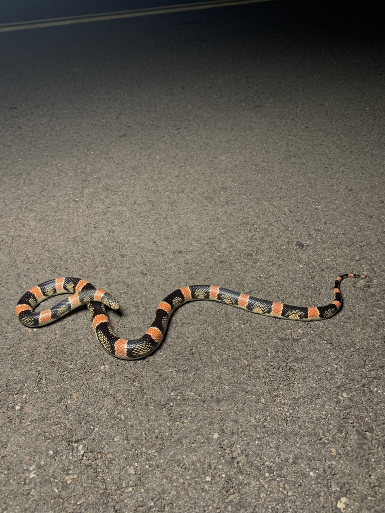 Long-nosed Snake in July 2020 by stephenfalick · iNaturalist